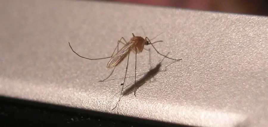 Mosquito reproduction and their need for water – Critter clean out