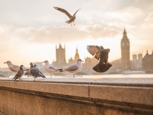 Do Pigeons Explode From Eating Baking Soda? (Theories + Facts ...