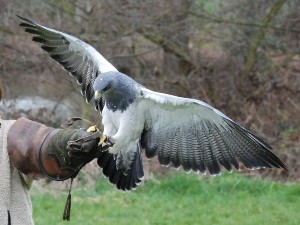 What Are Hawks Afraid Of? (5 Animals Hawks Fear) – Critter clean out