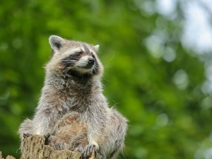 Do Raccoons Eat Japanese Beetles? Benefits, Finding And Eating Them ...