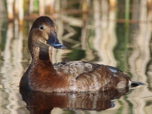 Why Is My Duck Drooling? (3 Reasons Why + What To Do) – Critter clean out