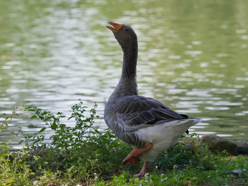 Duck Imprinting On Humans (How This Happens + What To Do + FAQ’s ...