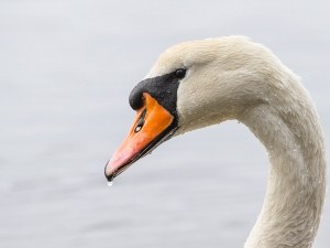 How Do Swans Hug? (+ How To Get A Swan To Hug You) – Critter clean out