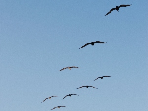 Bird Tilting Head Sideways (3 Reasons Why + What To Do) – Critter clean out