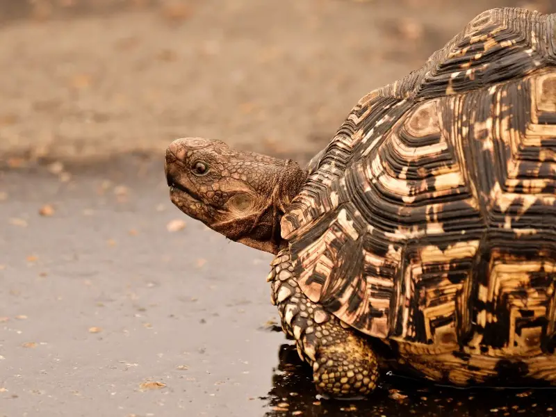 Why Is My Tortoise Twitching? (3 Reasons Why + What To Do) – Critter ...